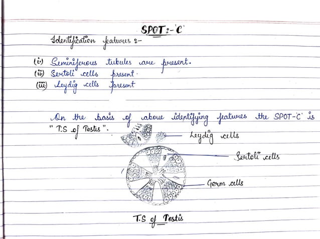 Spotting.AnswerSheet.pdf