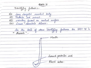 Spotting.AnswerSheet.pdf