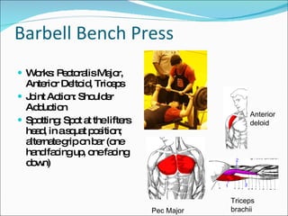 Spotting And Lifting Form | PPT