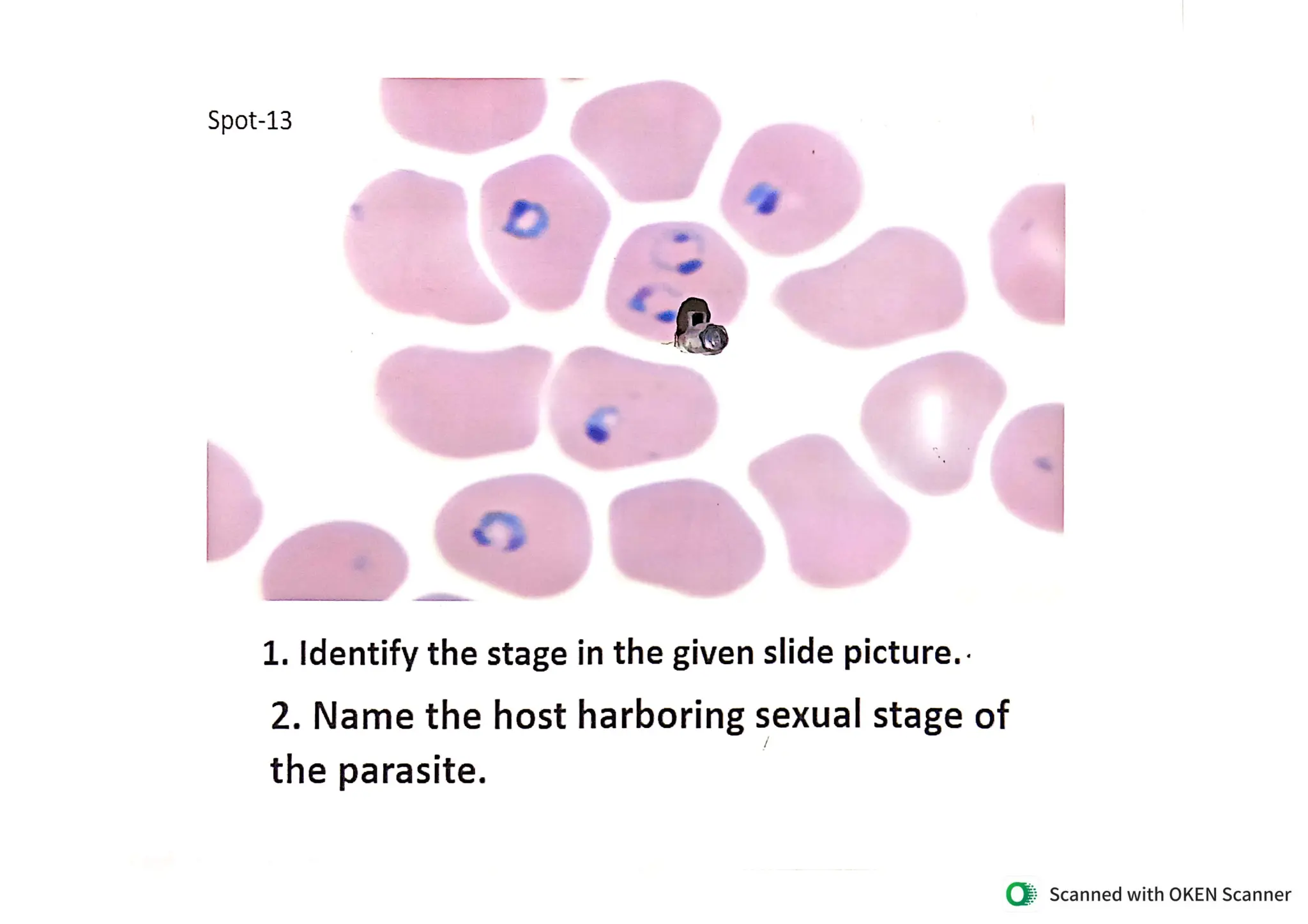 Spotting microbiology final .pdf
