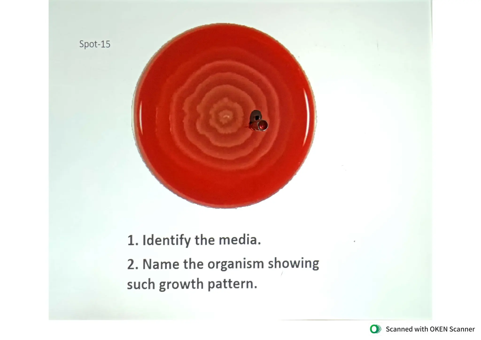 Spotting microbiology final .pdf