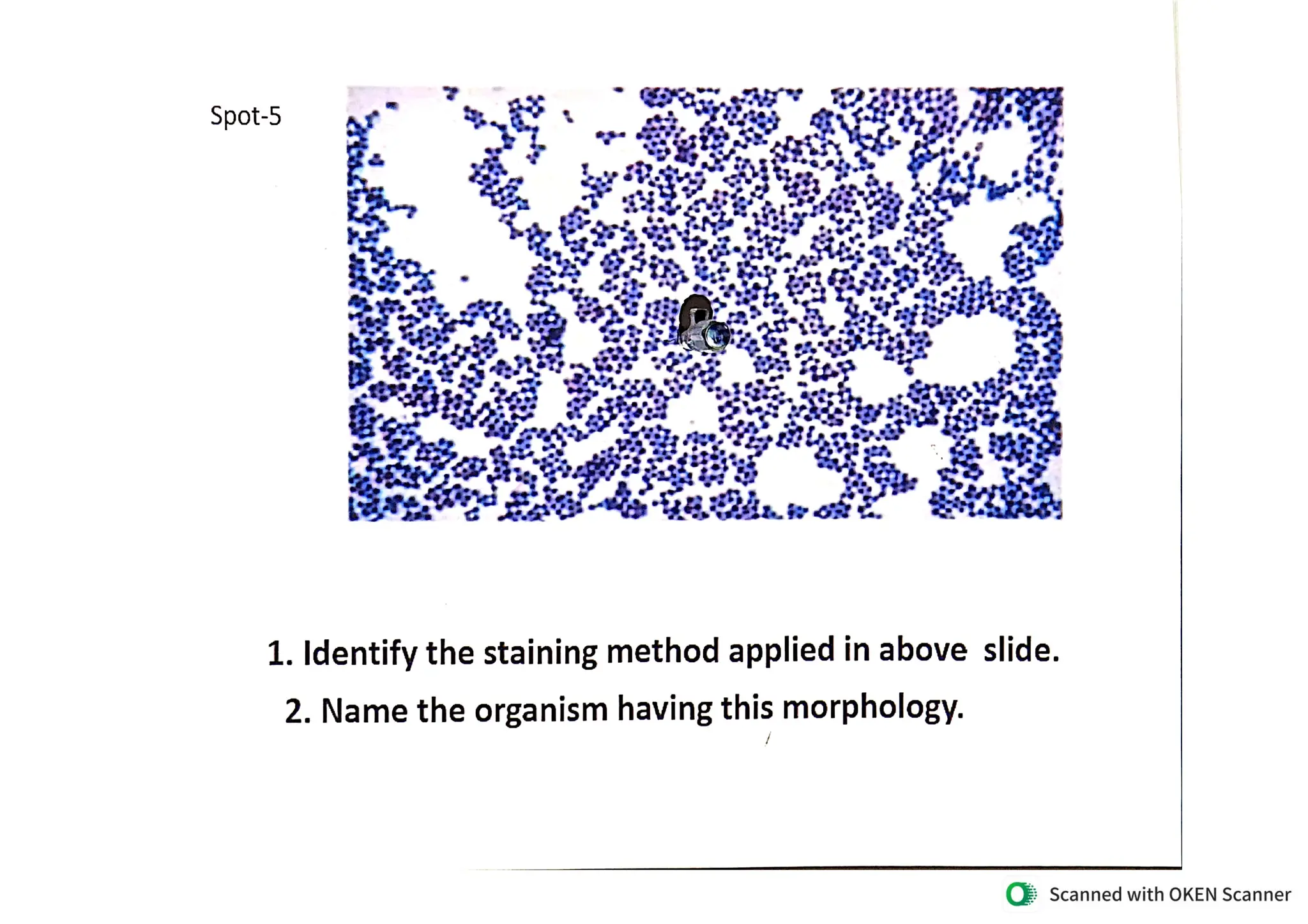 Spotting microbiology final .pdf