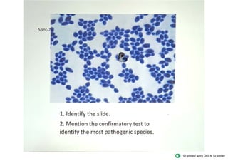 Spotting microbiology final .pdf