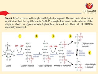 SPPT2040- Biochemoistry Glycolysiss.pptx