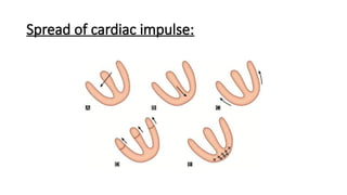 Spread of cardiac impulse and ECG.pptx n | PPTX