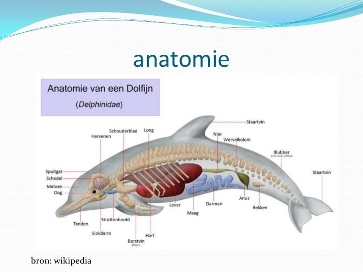 lucas laverge spreekbeurt dolfijnen