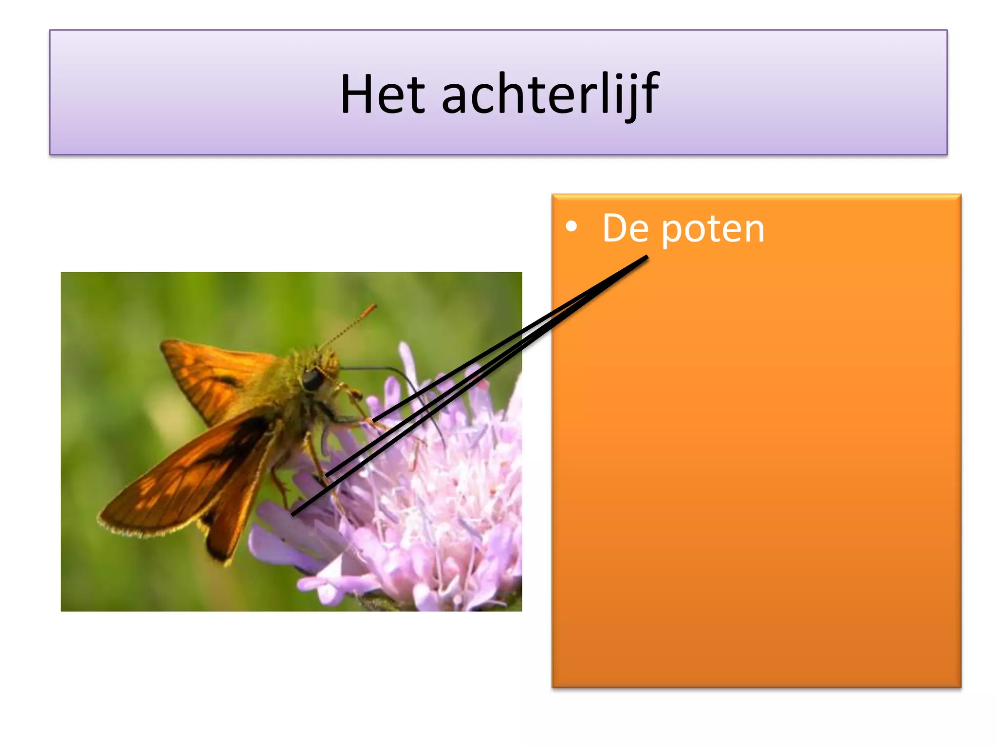 Powerpoint over Vlinders (spreekbeurt) [ingezonden] | PPTX