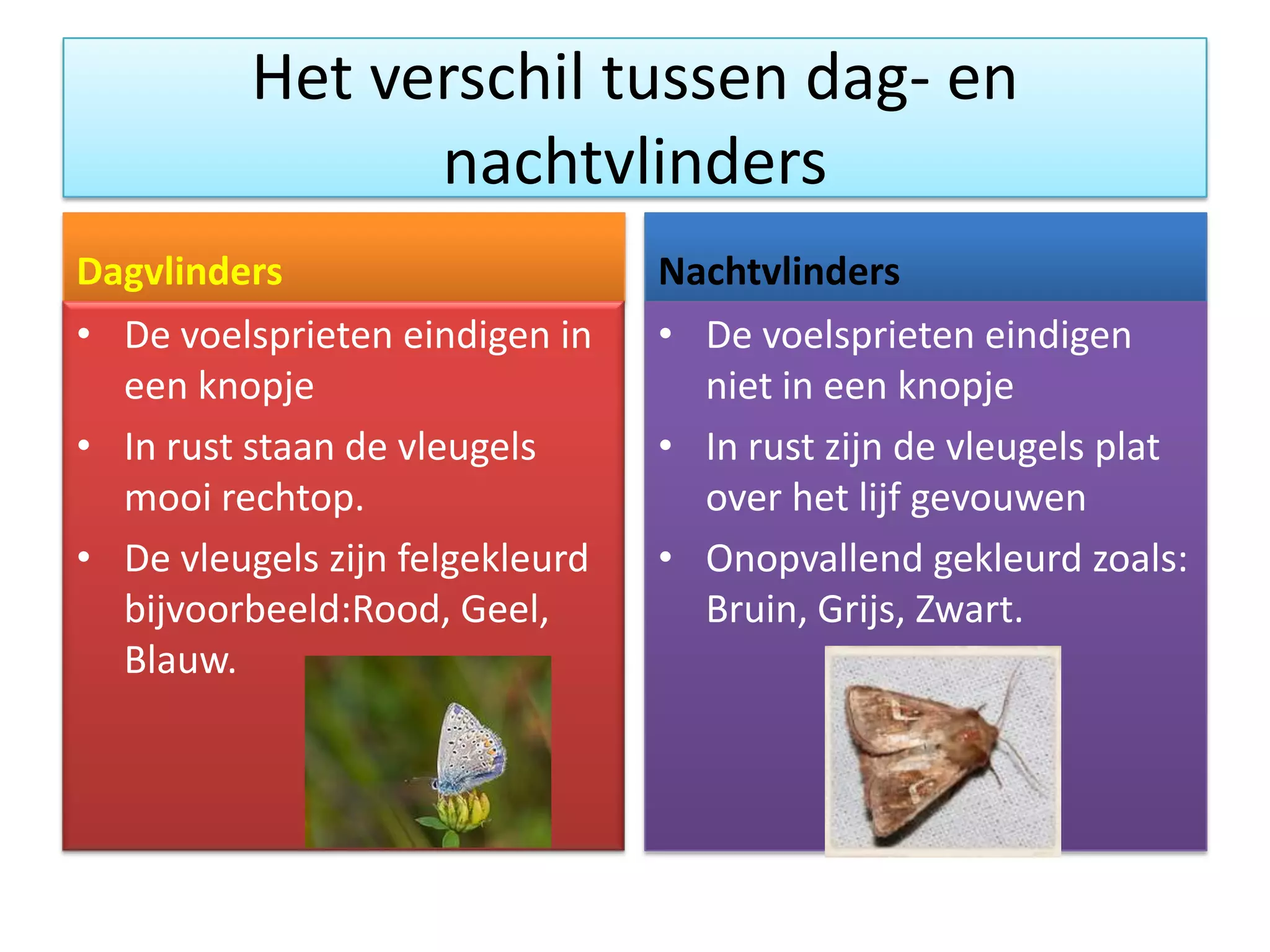 Powerpoint over Vlinders (spreekbeurt) [ingezonden] | PPTX