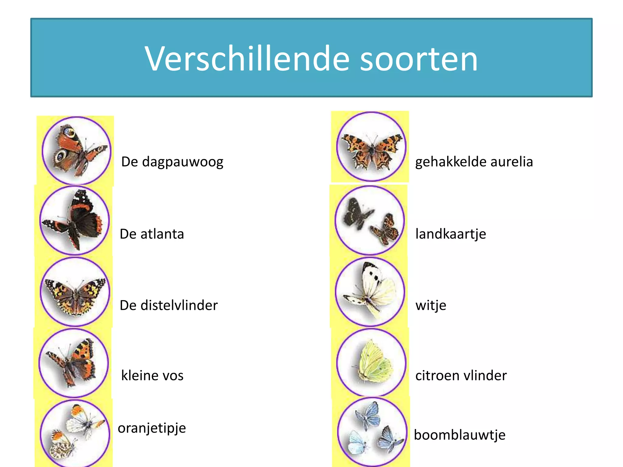 Powerpoint over Vlinders (spreekbeurt) [ingezonden] | PPTX