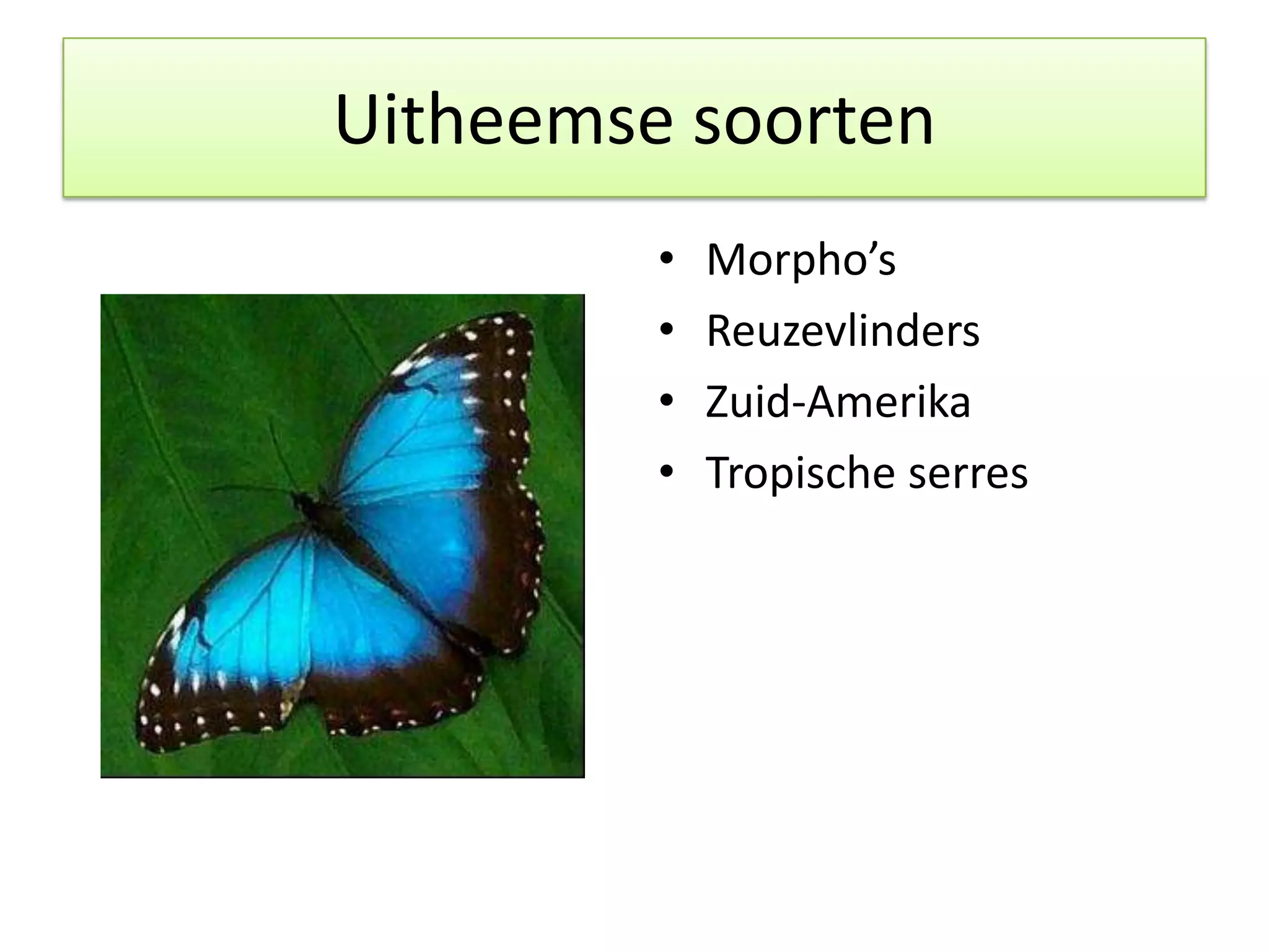 Powerpoint over Vlinders (spreekbeurt) [ingezonden] | PPTX