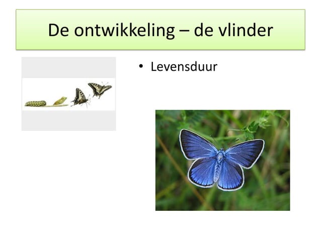 Powerpoint over Vlinders (spreekbeurt) [ingezonden] | PPTX