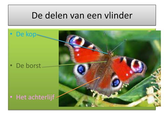 Powerpoint over Vlinders (spreekbeurt) [ingezonden] | PPTX