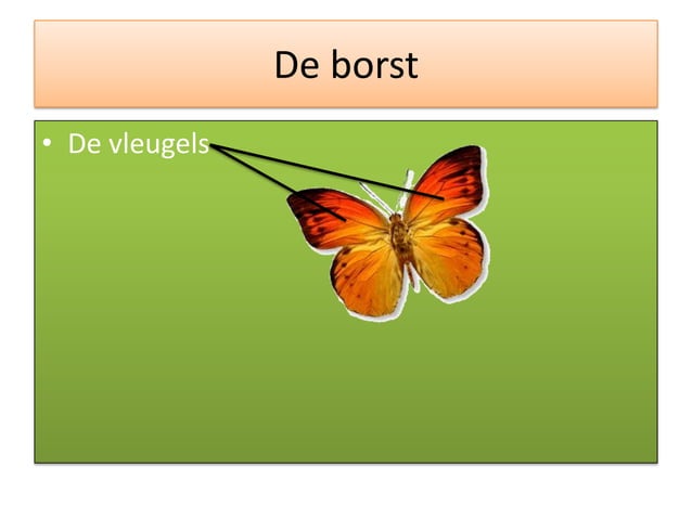 Powerpoint over Vlinders (spreekbeurt) [ingezonden] | PPTX