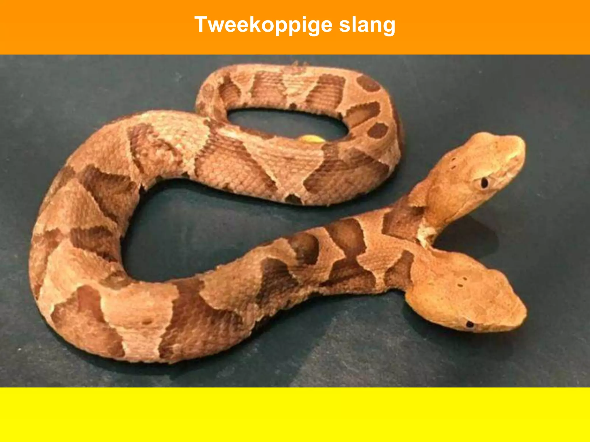 Spreekbeurt Slangen | PPTX