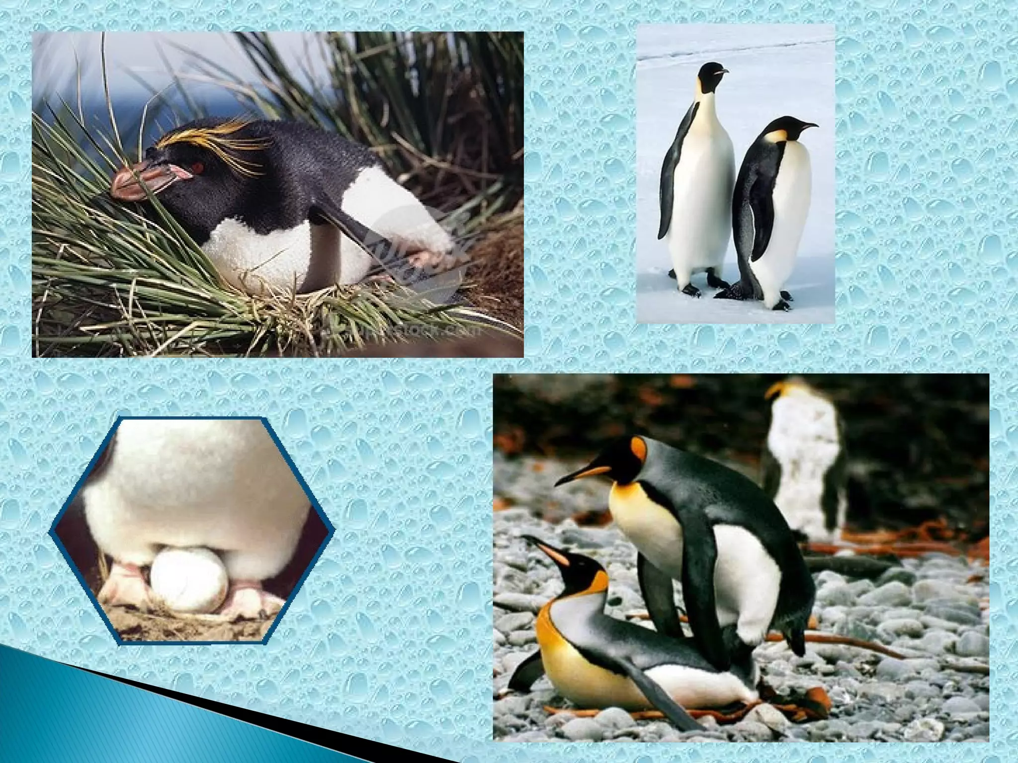 Yannick Spreekbeurt Pinguins | PPT