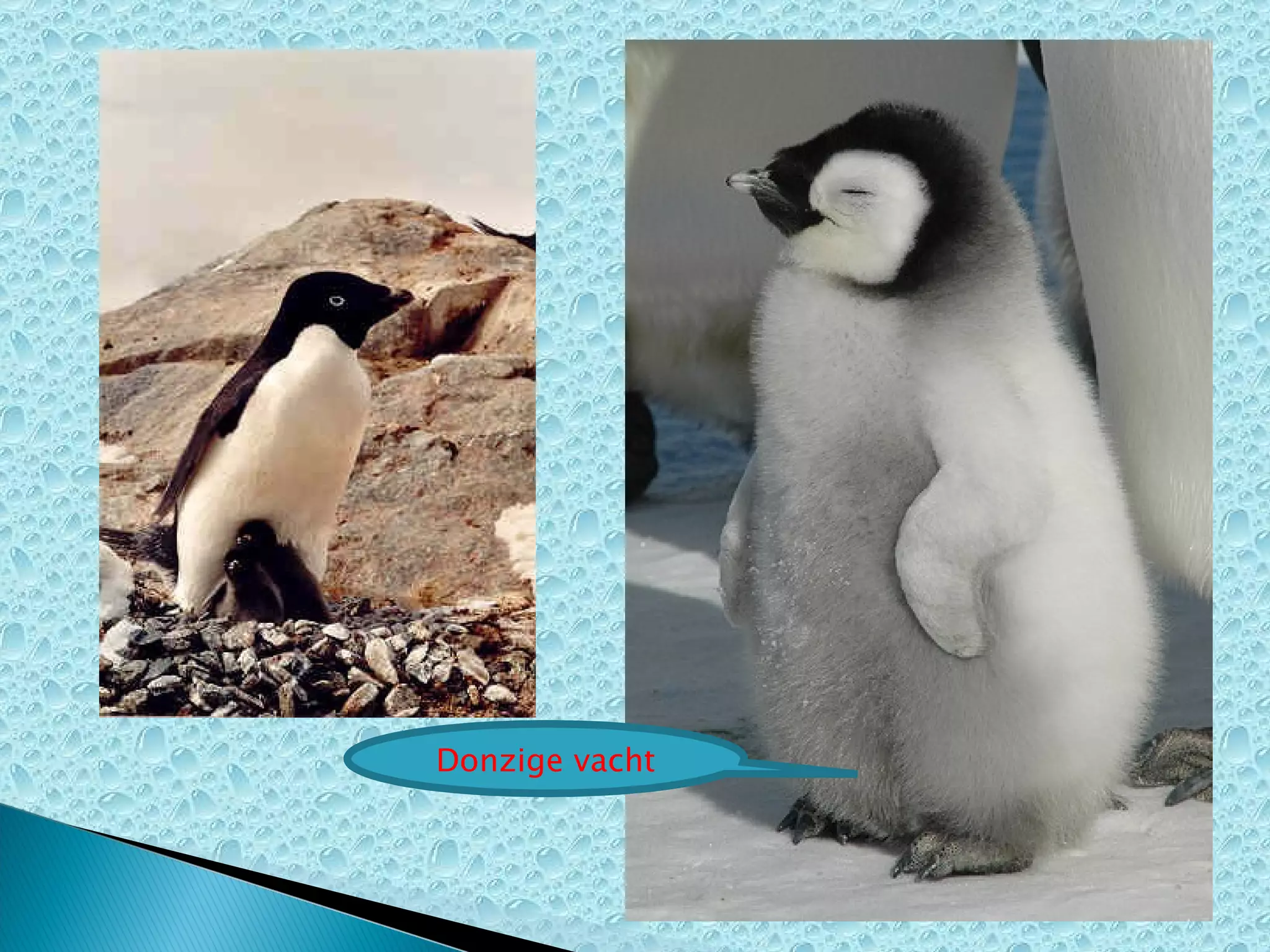 Yannick Spreekbeurt Pinguins | PPT