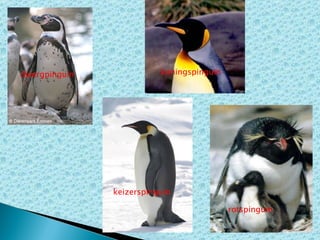 Yannick Spreekbeurt Pinguins | PPT