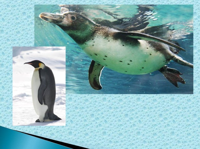 Yannick Spreekbeurt Pinguins | PPT