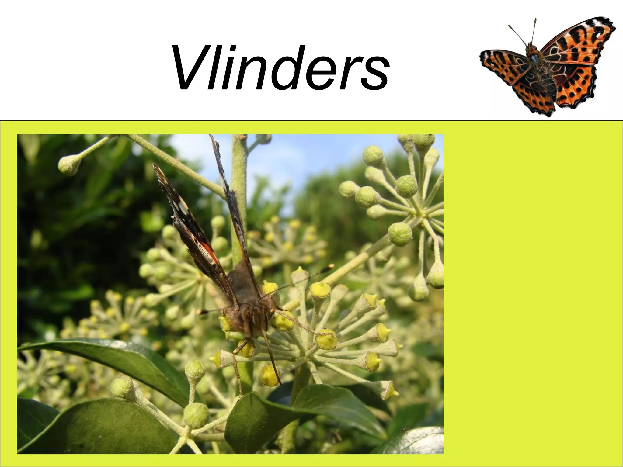 Spreekbeurt vlinders2 okt 2008 | PPT