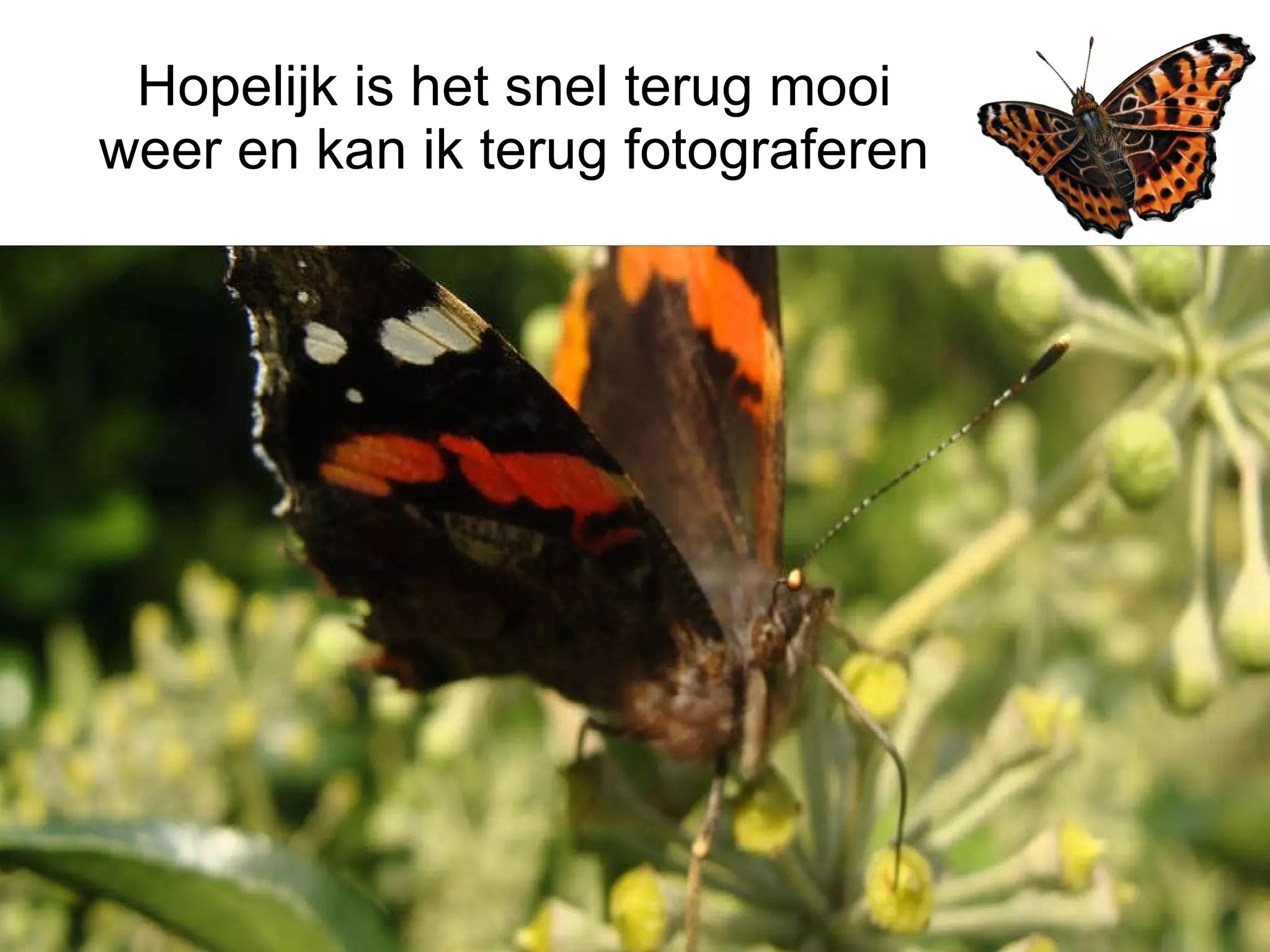 Spreekbeurt vlinders2 okt 2008 | PPT