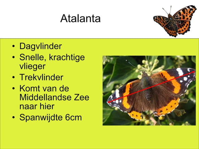 Spreekbeurt vlinders2 okt 2008 | PPT