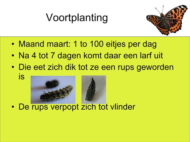 Spreekbeurt vlinders2 okt 2008 | PPT