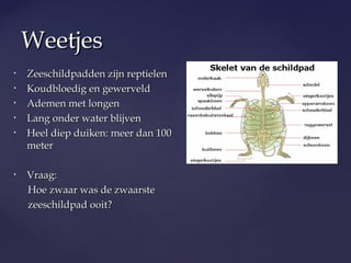 Spreekbeurt zeeschildpadden slideshare | PPT