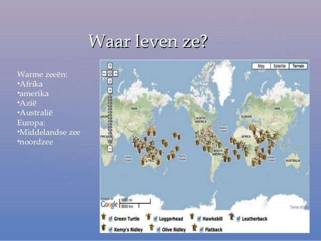 Spreekbeurt zeeschildpadden slideshare