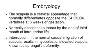 Sprengel deformity presentation by doctor | PPTX