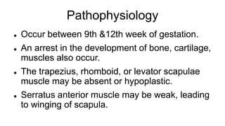 Sprengel deformity presentation by doctor | PPTX