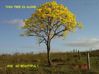 Spring In Brazil | PPT