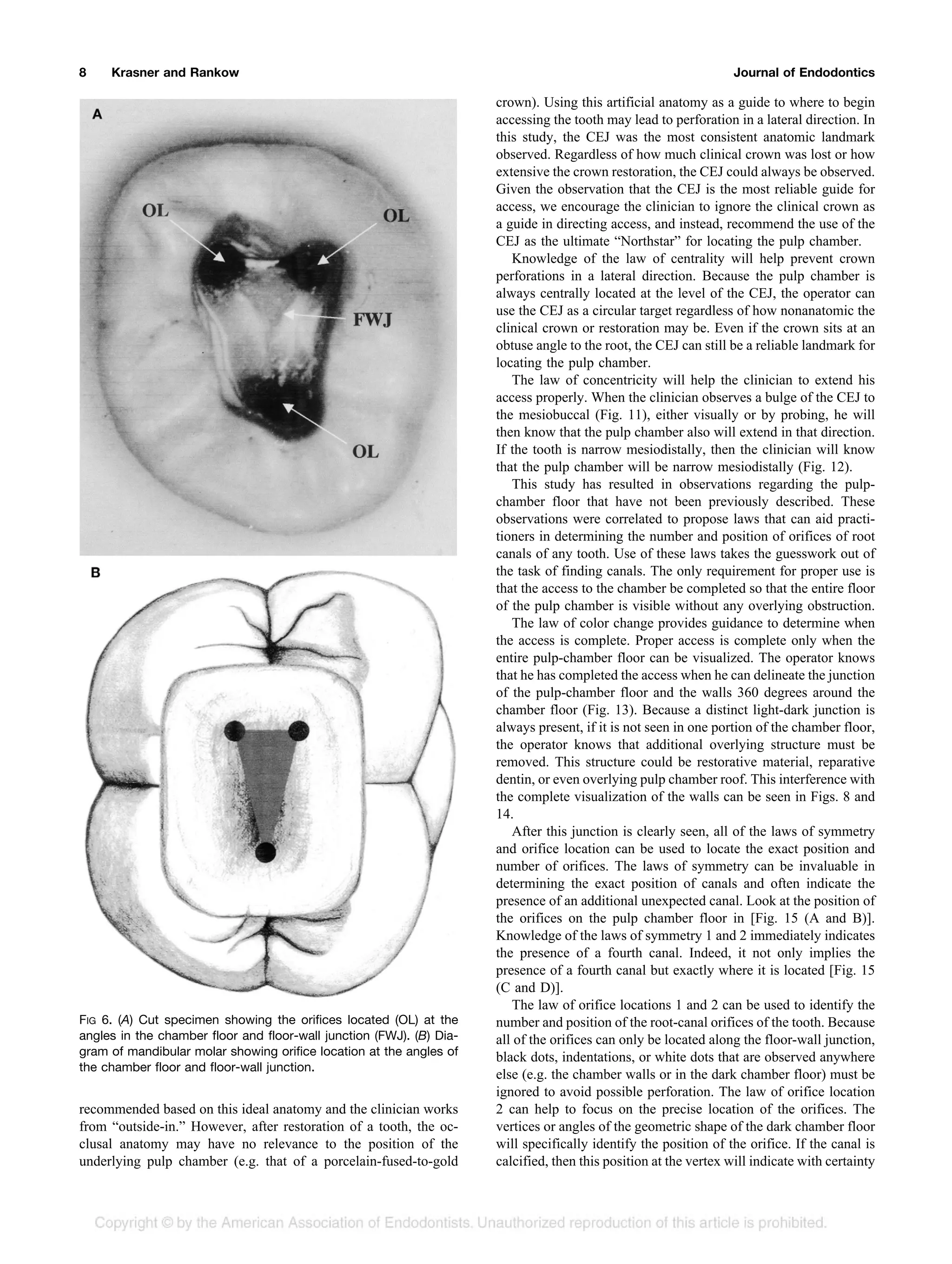 anatomy of the pulp-chamber floor | PDF