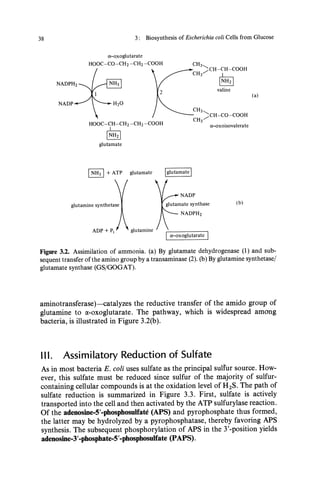 bacterial-metabolism | PDF