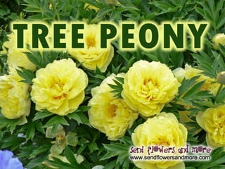 Spring flowers collection at nybg on this mother’s day | PPT