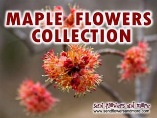 Spring flowers collection at nybg on this mother’s day | PPT