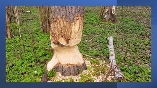 Spring of the past by Ingemar Pongratz.pdf