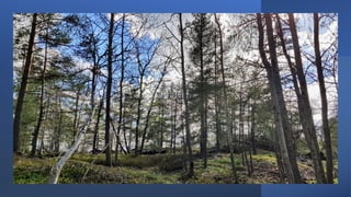 Spring of the past by Ingemar Pongratz.pdf