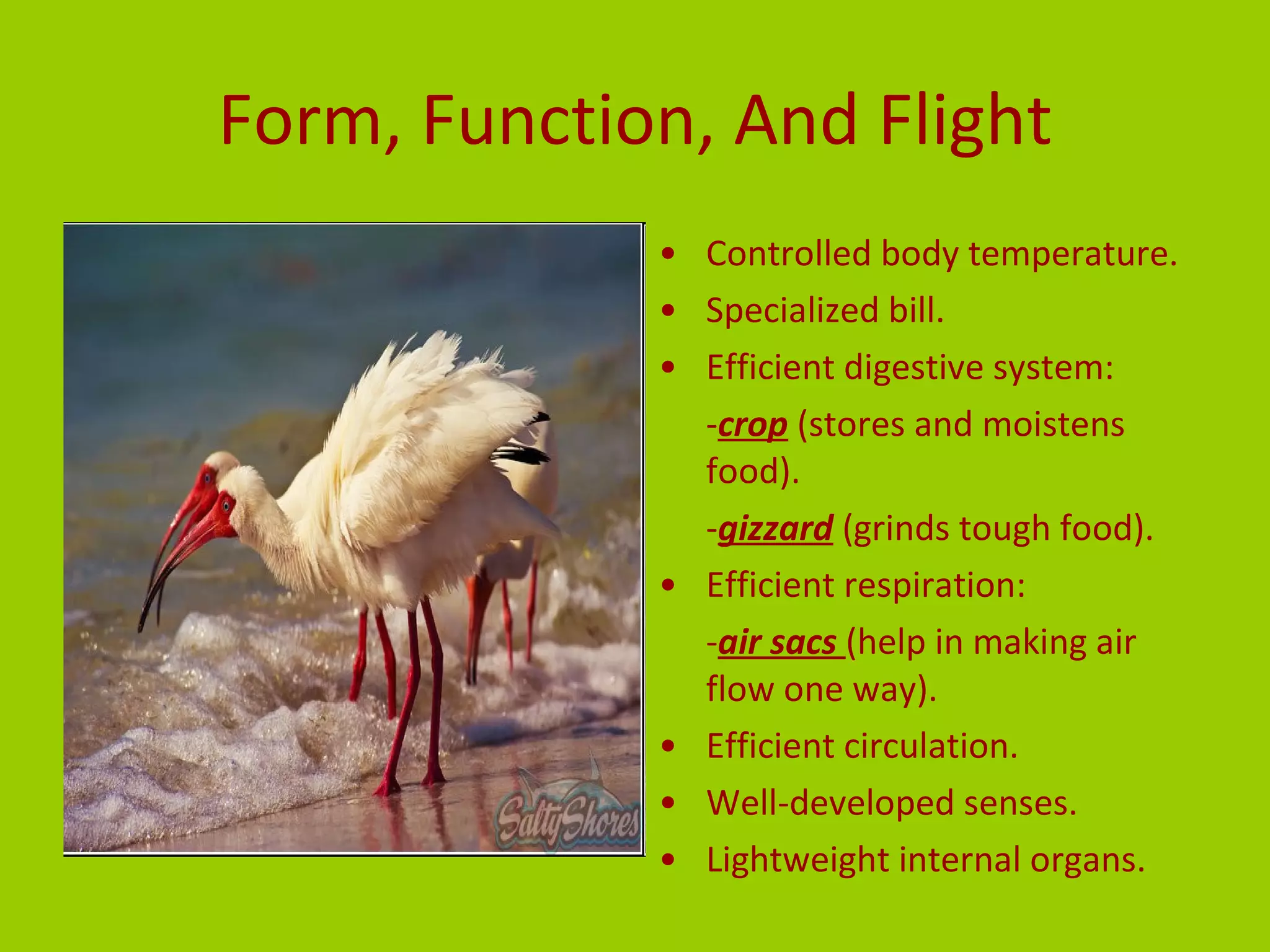 Spring Project Power Point (Deegan) | PPT