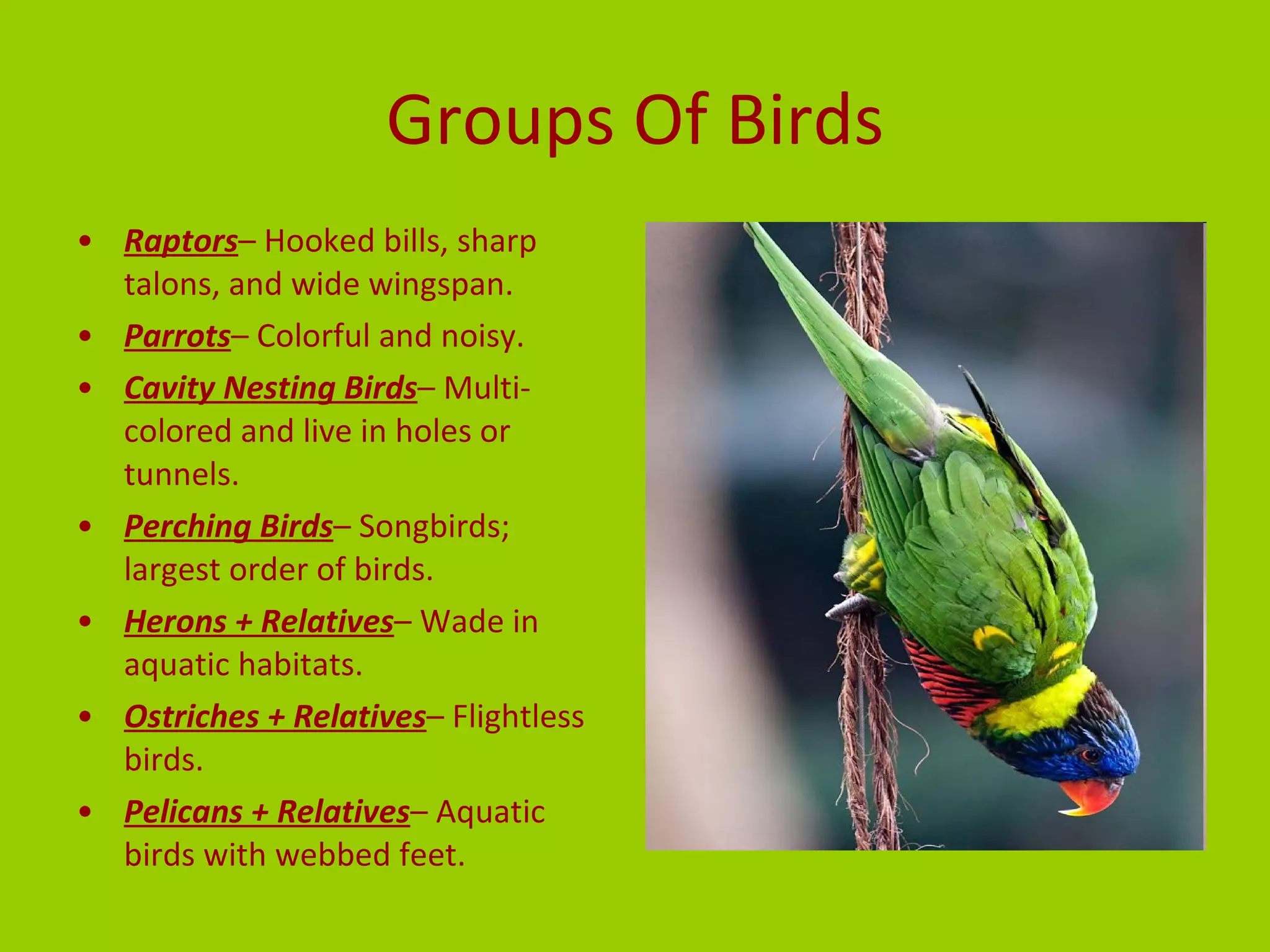 Spring Project Power Point (Deegan) | PPT