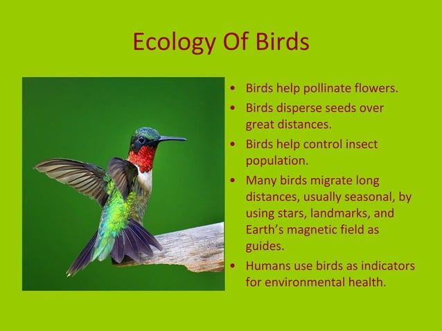 Spring Project Power Point (Deegan) | PPT