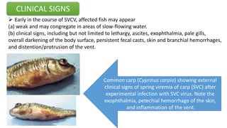 Spring viraemia of carp disease in finfish (svcv) | PDF