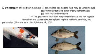 Spring viraemia of carp disease in finfish (svcv) | PDF