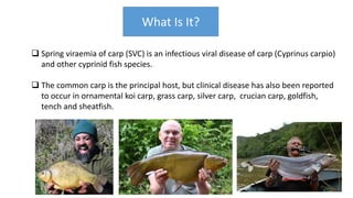 Spring viraemia of carp disease in finfish (svcv) | PDF