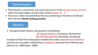 Spring viraemia of carp disease in finfish (svcv) | PDF