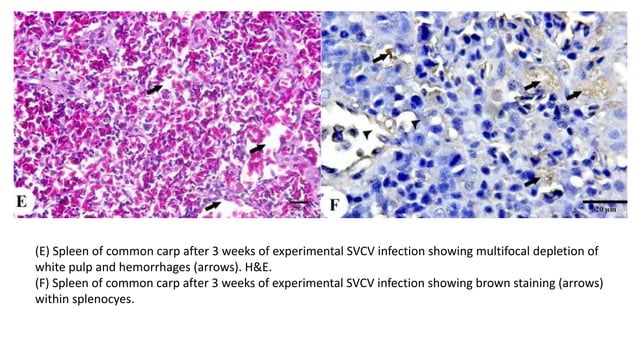 Spring viraemia of carp disease in finfish (svcv) | PDF | Genetics ...