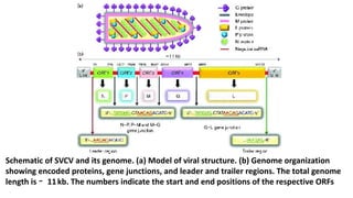 Spring viraemia of carp disease in finfish (svcv) | PDF