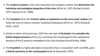 Spring viraemia of carp disease in finfish (svcv) | PDF