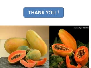 S project export papaya ppt | PPT
