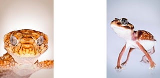 Shannon Plummer Folio I | PPT