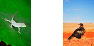 Shannon Plummer Folio I | PPT